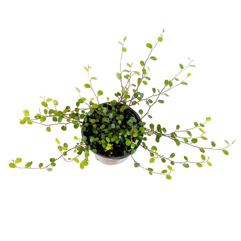 Creeping Wire Vine Angelvine Muehlenbeckia Complexa Draping - Etsy
