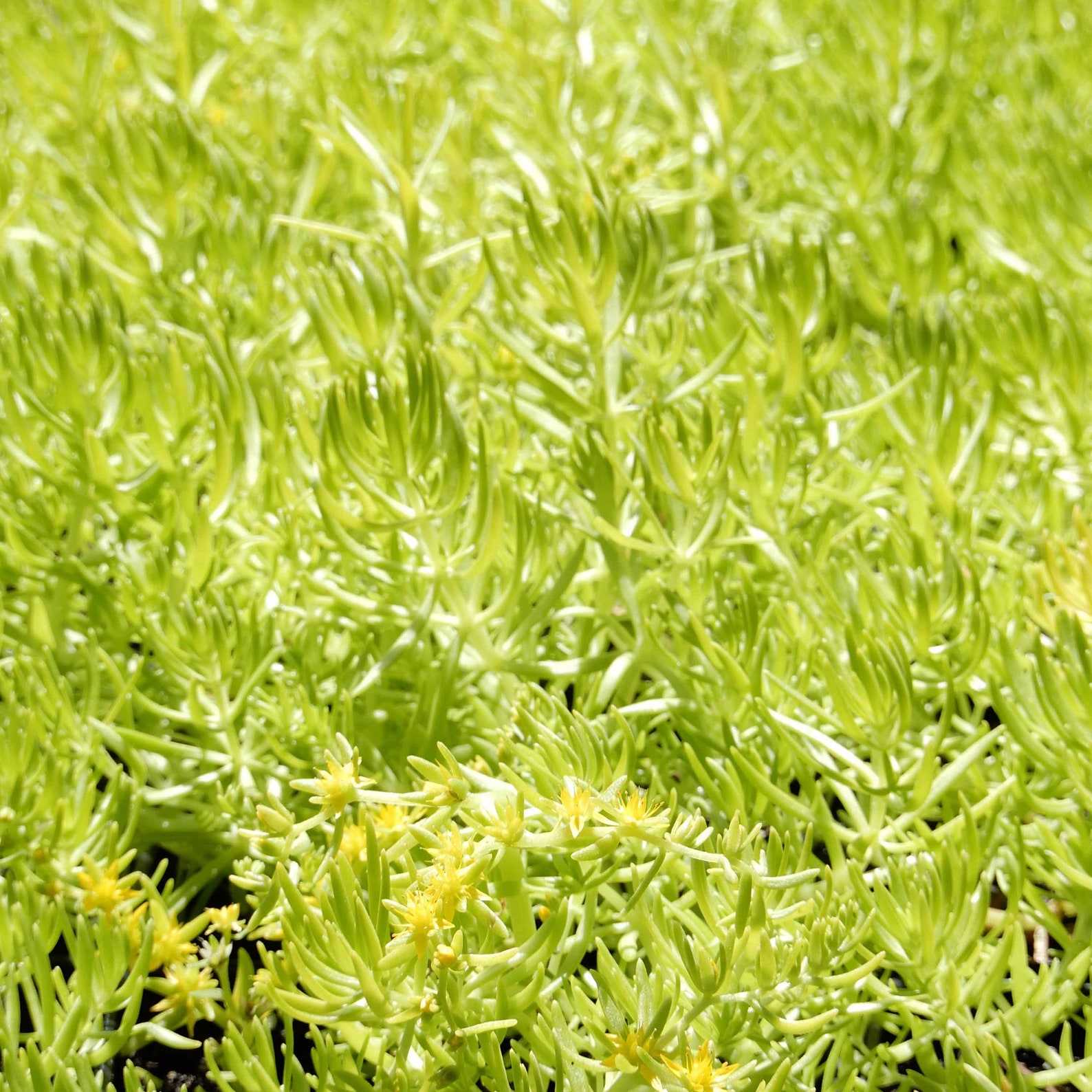 Lemon Ball Sedum Succulent Plant Succulent Ground Cover | Etsy