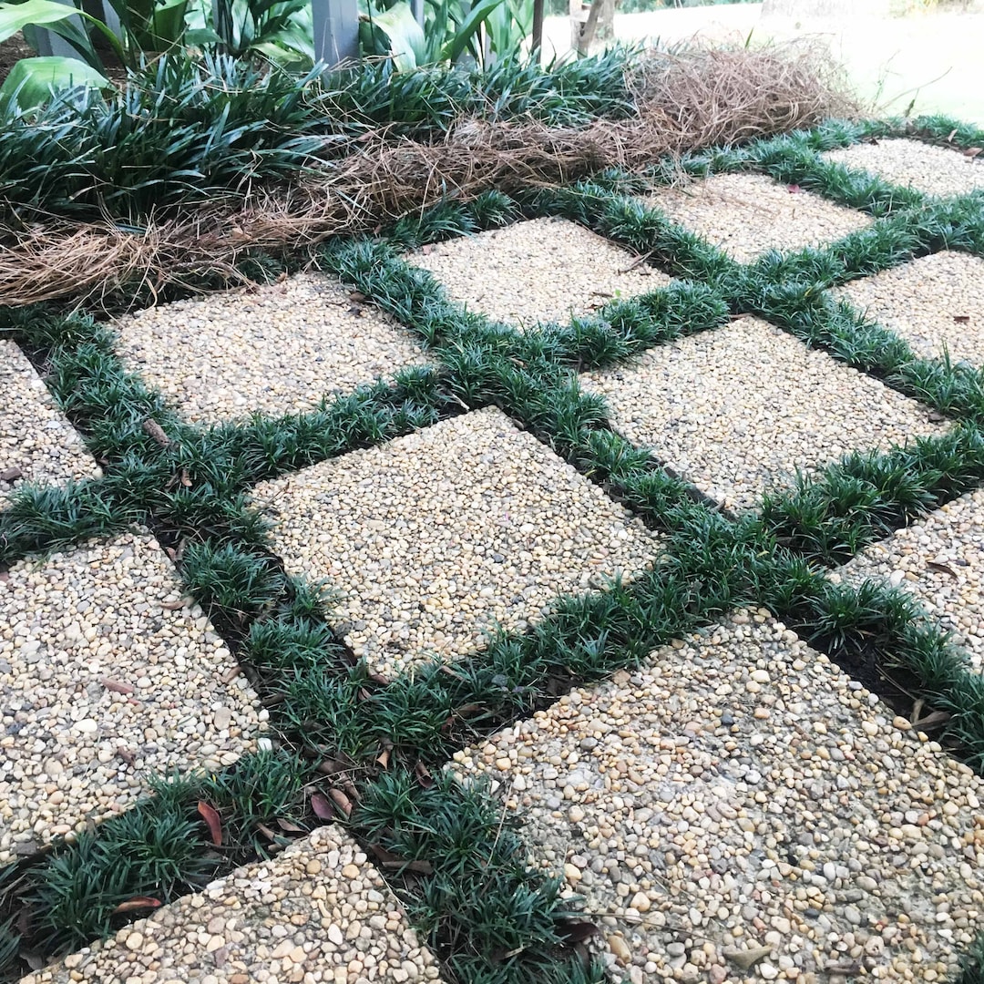 Dwarf Mondo Grass: Evergreen Ground Cover, Shade or Sun - Etsy