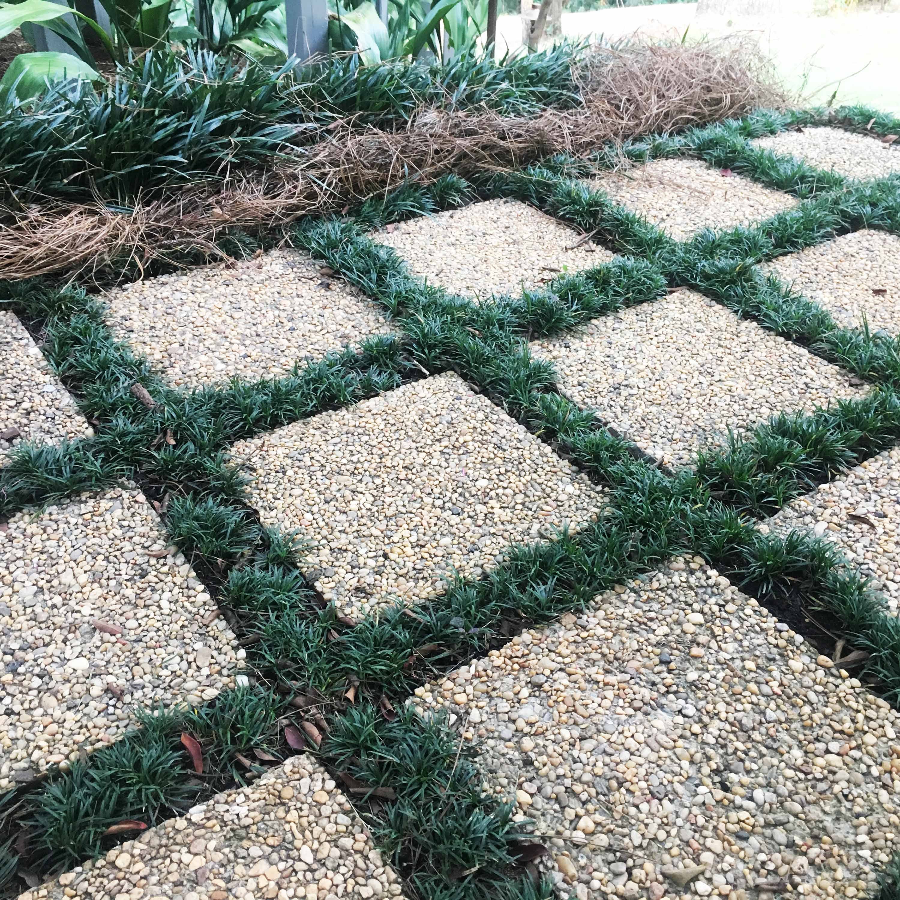 Dwarf Mondo Grass Evergreen Mondo Grass Ophiopogon Etsy