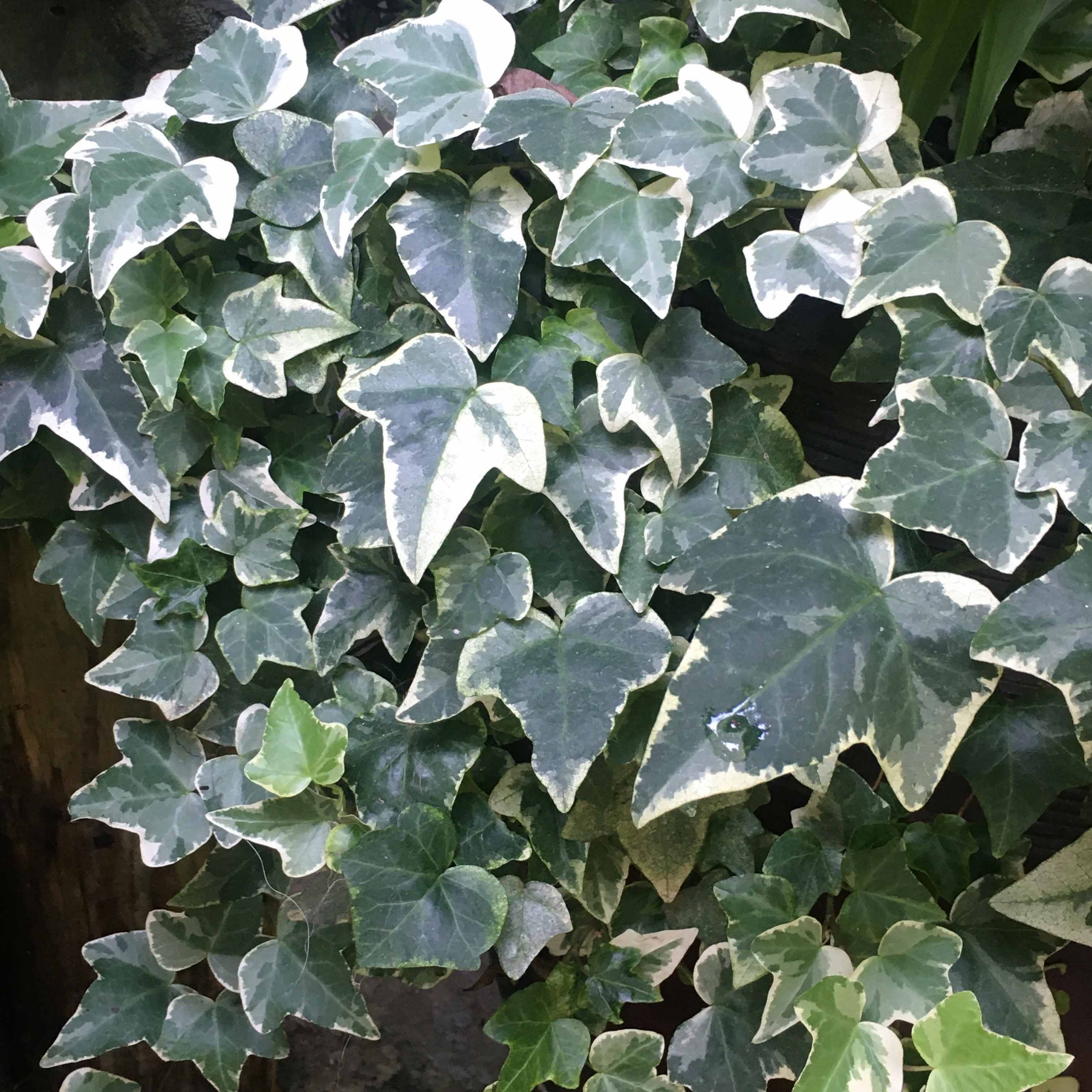 English Ivy 'Glacier' Variegated English Ivy Hedera | Etsy