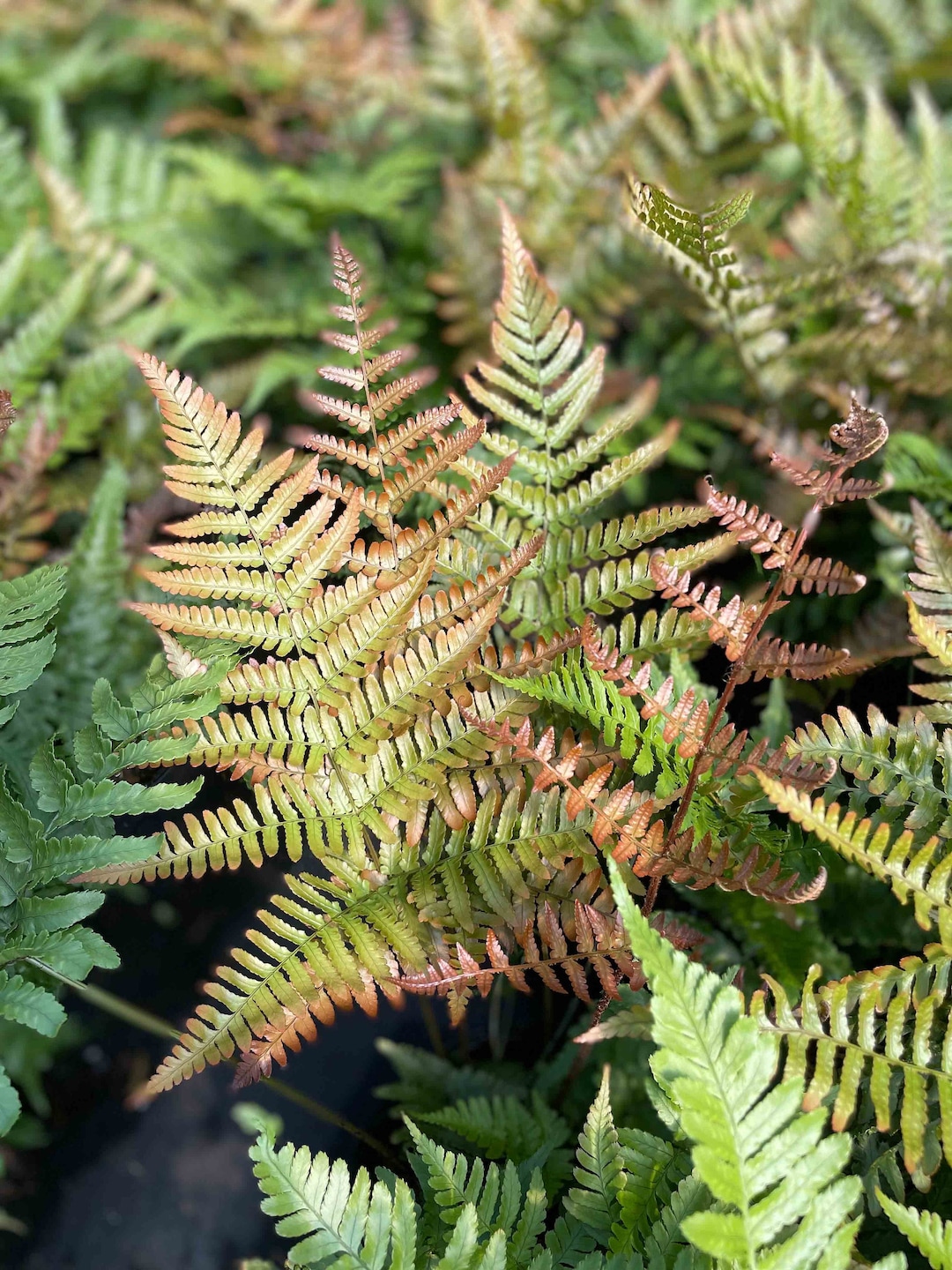 Live Autumn Fern Brilliance: Dryopteris Erythrosora, 1 Gallon Pot - Etsy