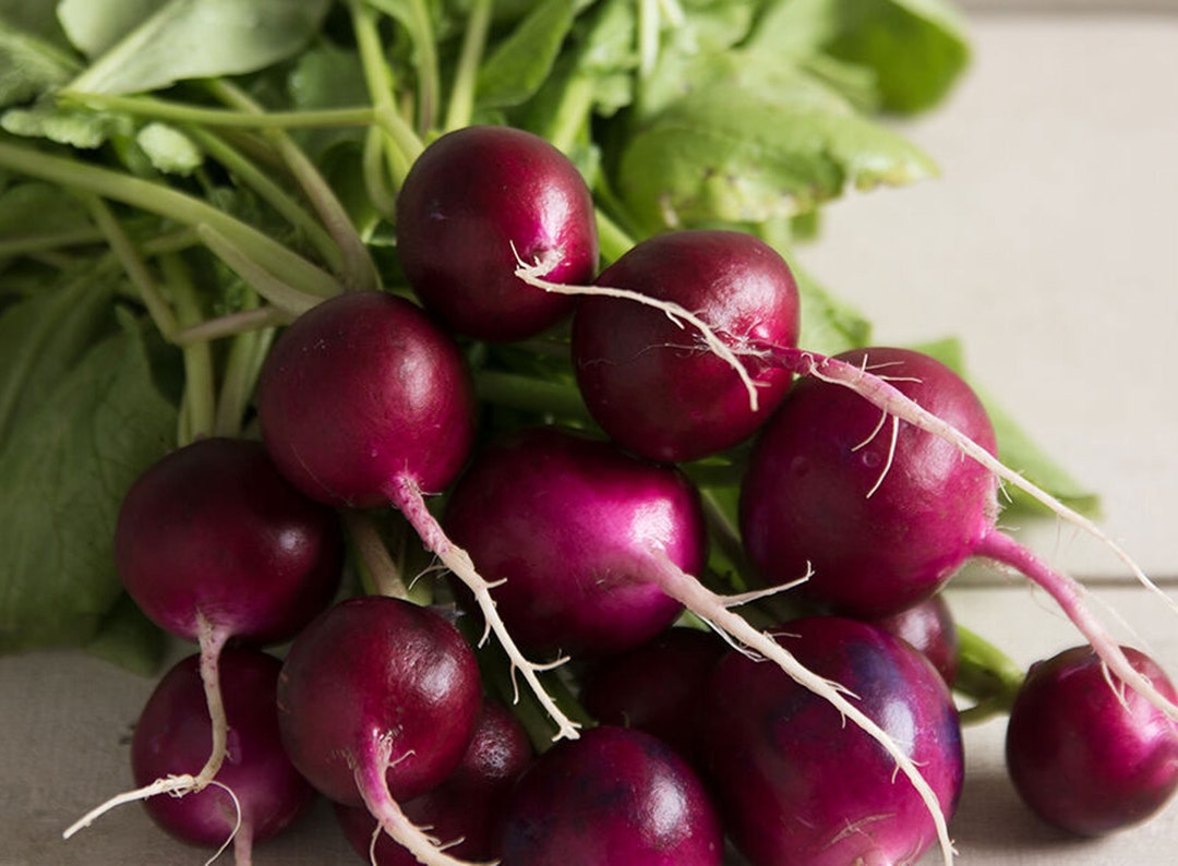 Round Red Radish Seeds, 'bacchus', Raphanus Sativus, Classic Radishes ...
