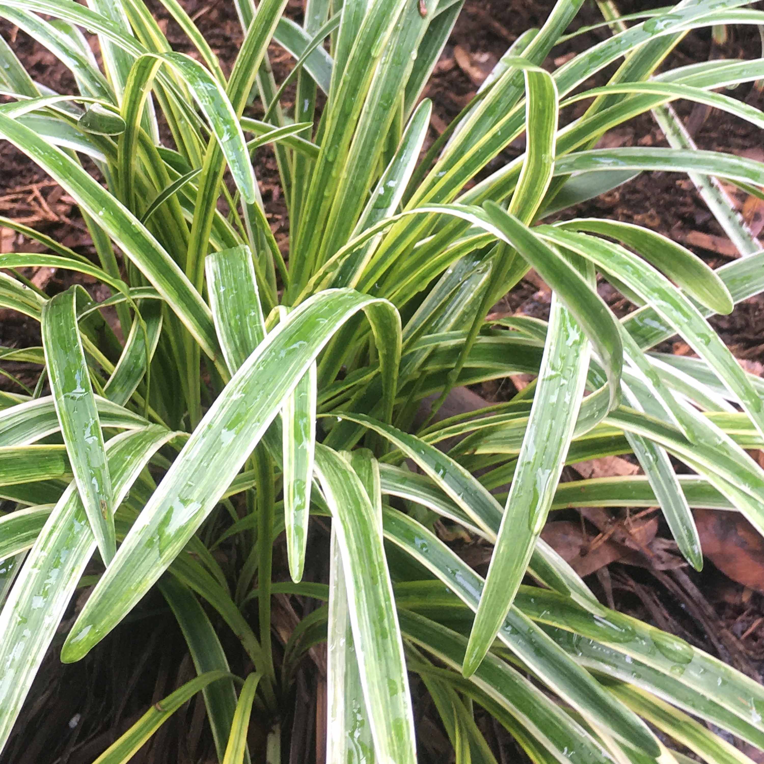 Yellow Variegated Liriope Plant: Drought Tolerant Monkey Grass (bare Roots) - Etsy