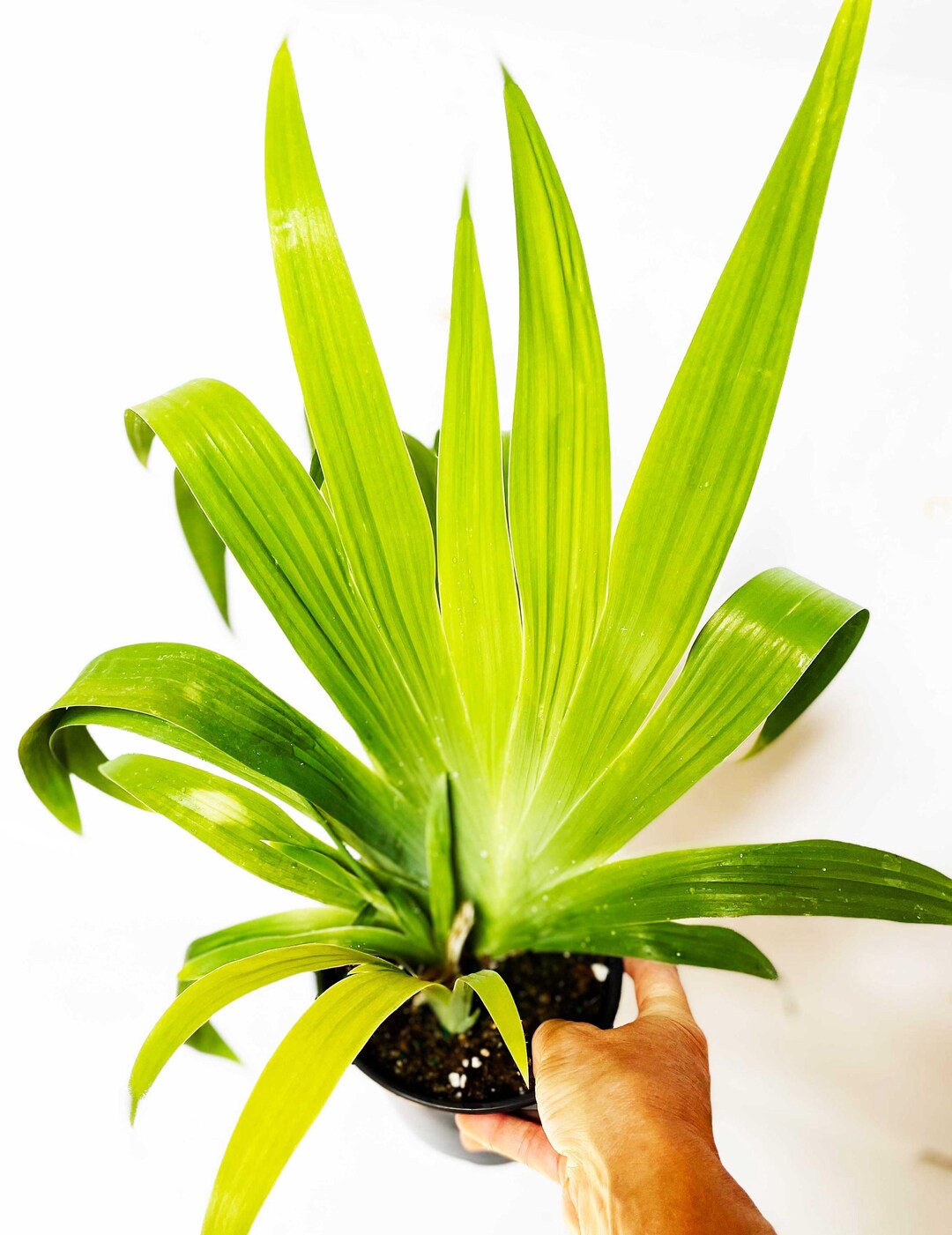 White Japanese Roof Iris, Live Plants, Iris Tectorum, Easy Care Fan ...