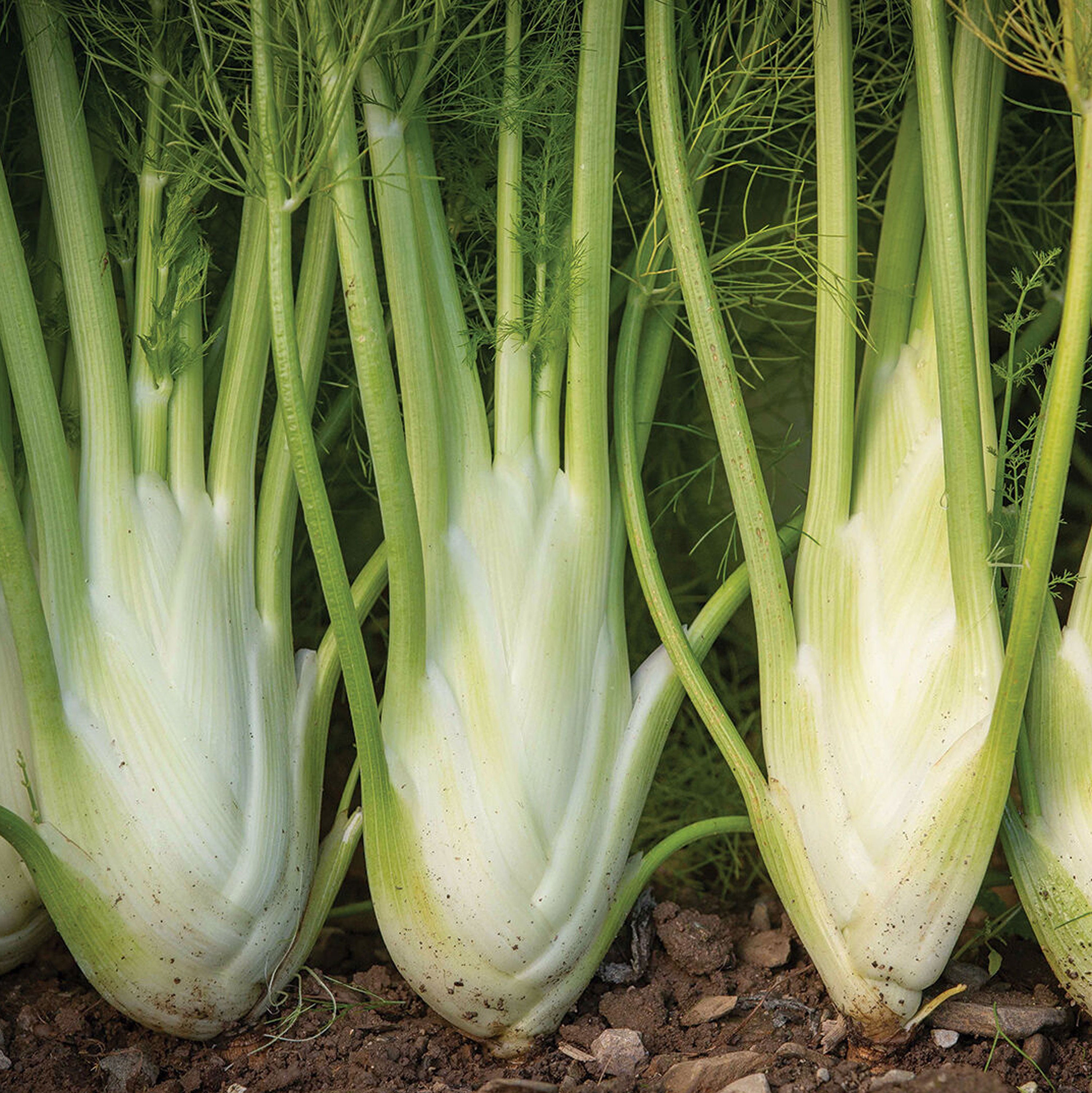 Dragon Bulb Fennel Seeds, Organic Seeds, Aromatic, Late-maturing ...