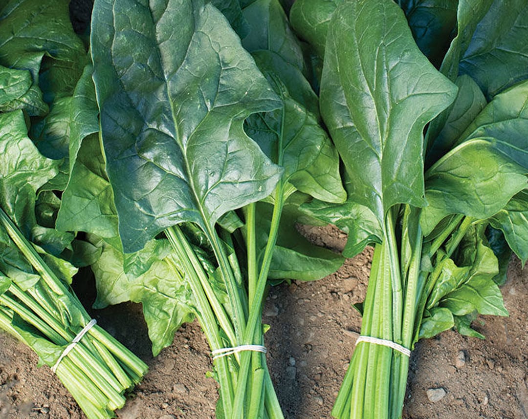 Smooth Leaf Spinach Seeds, 'flamingo Impr.', Spinacia Oleracea, Long ...