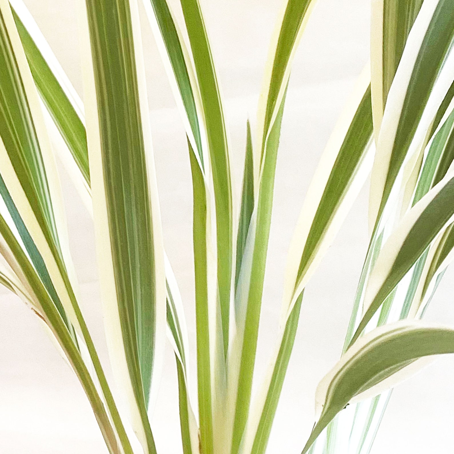 Variegated Flax Lily Bright Colored Dianella Tasmanica | Etsy
