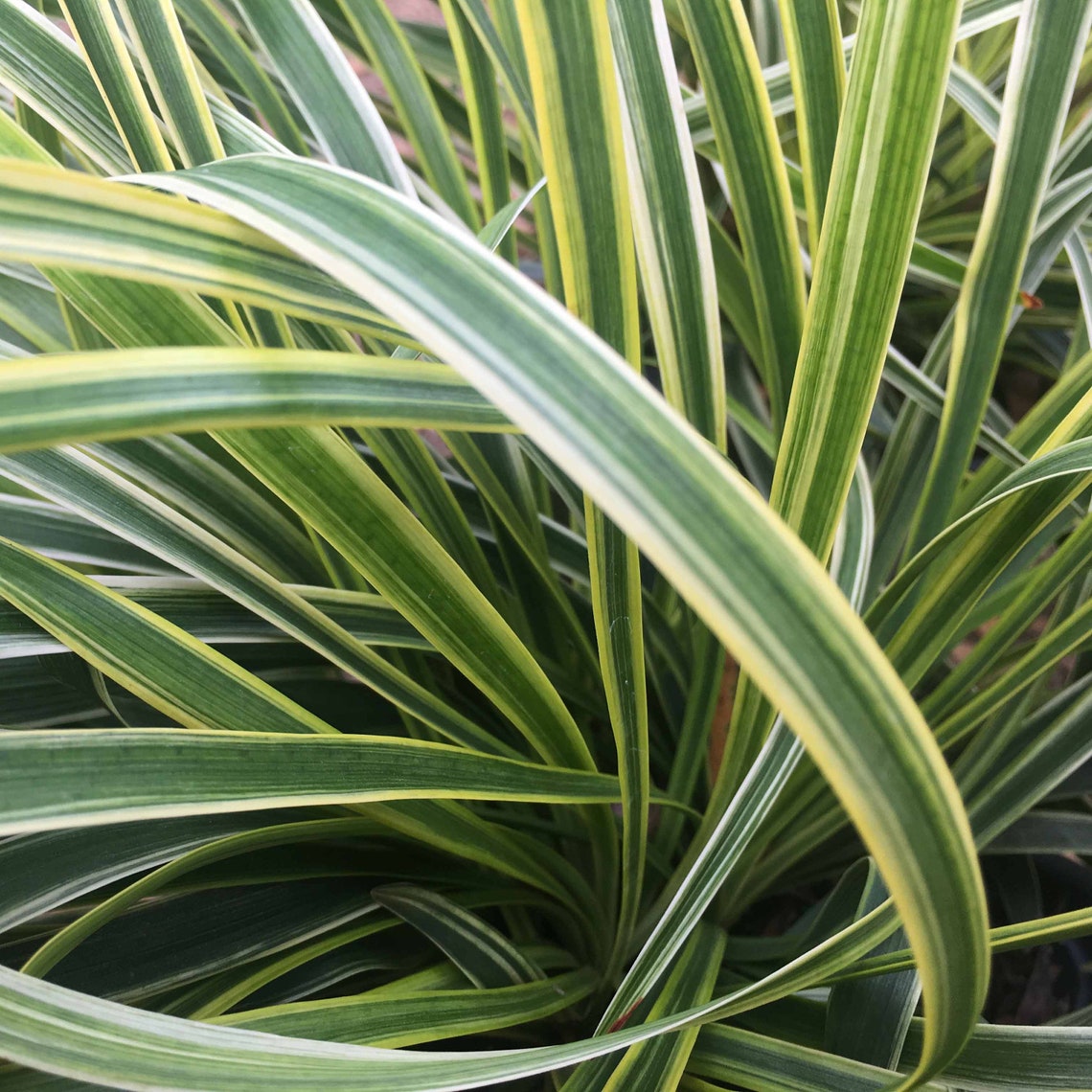Yellow Variegated Liriope Plant Variegated Monkey Grass - Etsy Canada