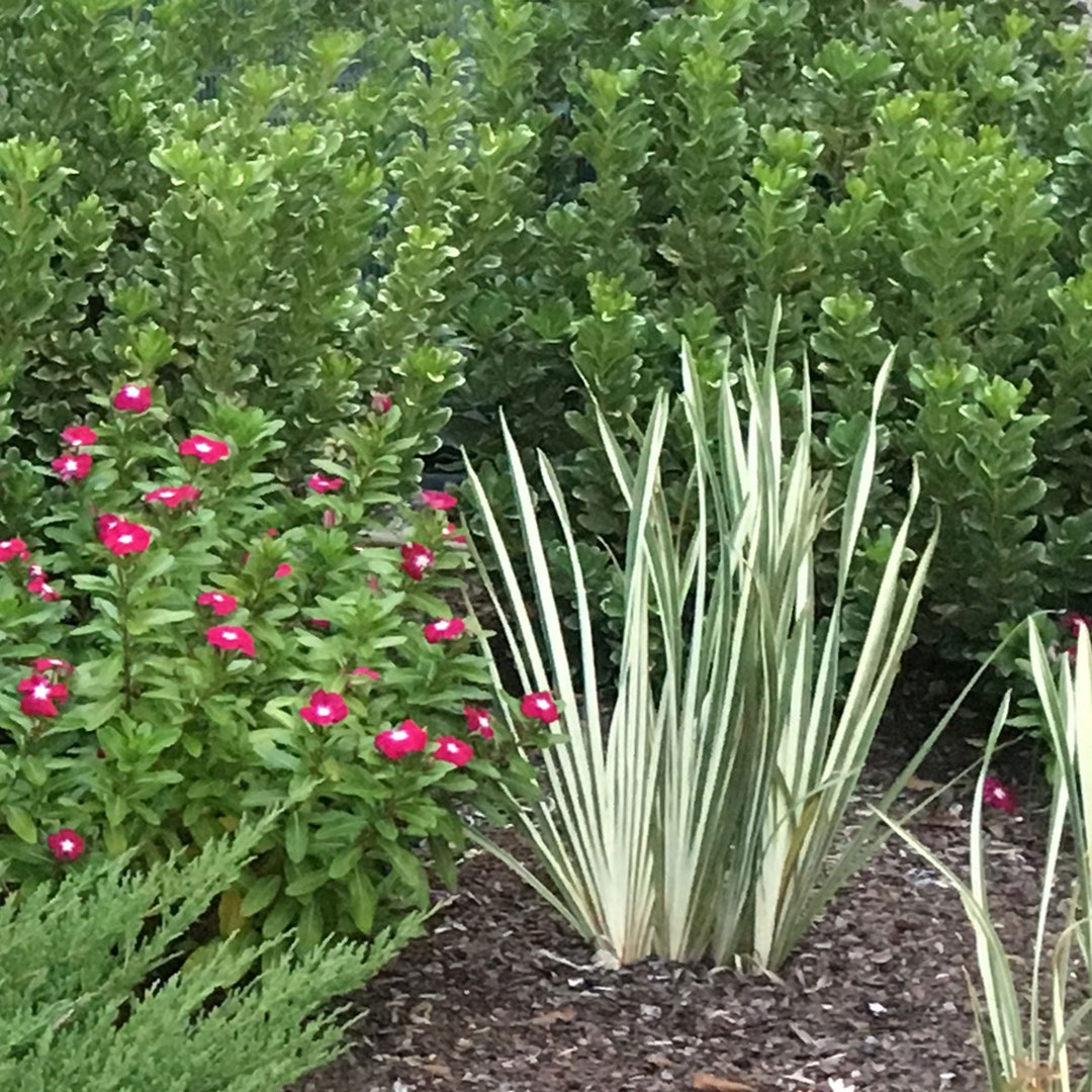 Variegated Flax Lily, Bright Colored Dianella Tasmanica, Drought ...