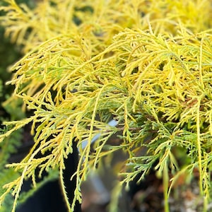 Dwarf Gold Mop False Cypress: Yellow Evergreen Conifer Shrub - Etsy