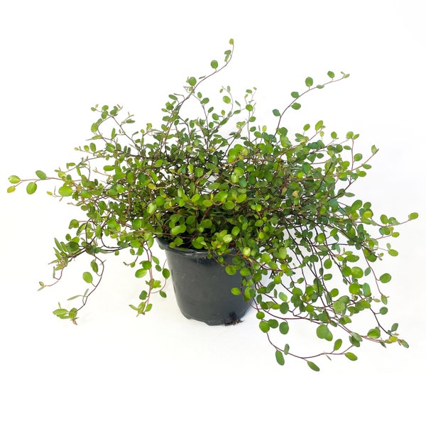 Angel Vine Plant - Etsy