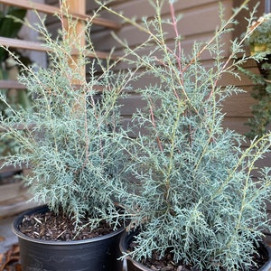 Carolina Sapphire Cypress Tree: Aromatic Blue Green Evergreen (30+ Inch ...