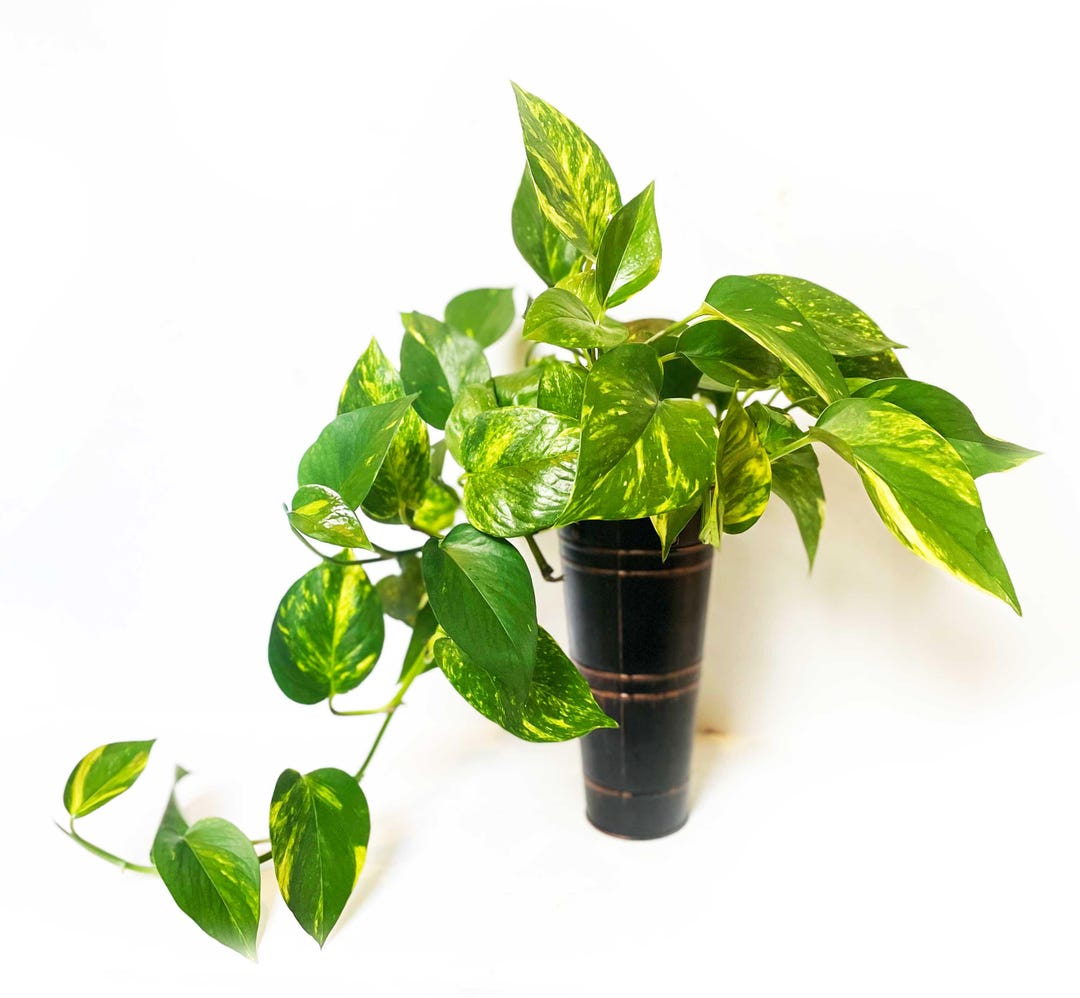 Pothos Live Plant Arrangement in Pot, Gorgeous Large Variegated Pothos ...