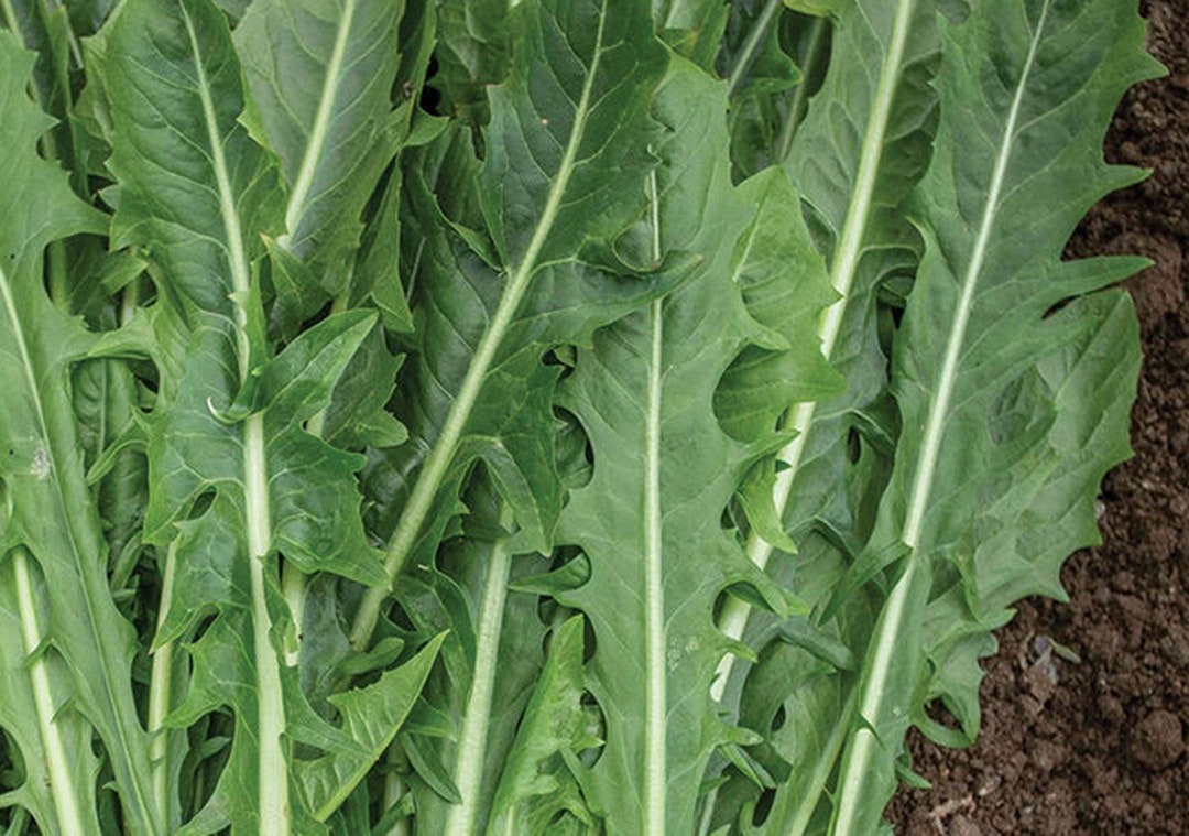 Italian Dandelion Seeds, Chicory, Cichorium Intybus, Cool Weather ...