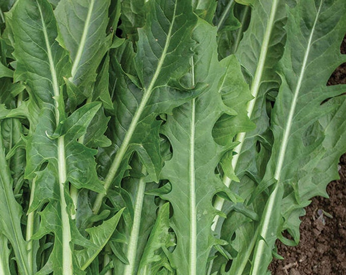 Italian Dandelion Seeds Chicory Cichorium Intybus Cool - Etsy