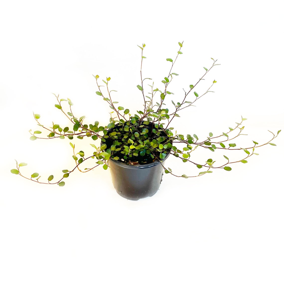 Creeping Wire Vine Angelvine Muehlenbeckia Complexa Draping - Etsy