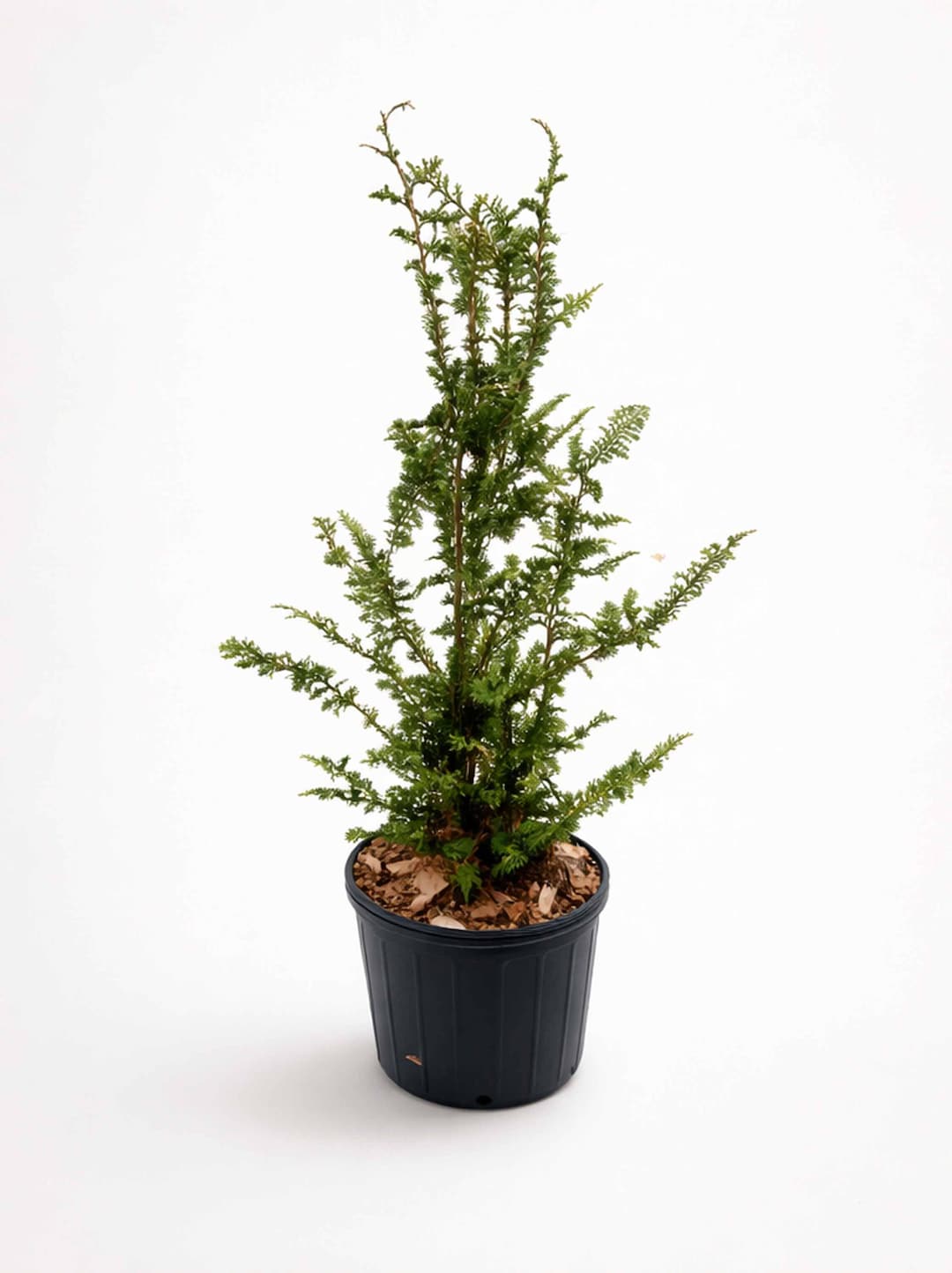 Live Fernspray False Cypress Plant, Evergreen Conifer Tree ...