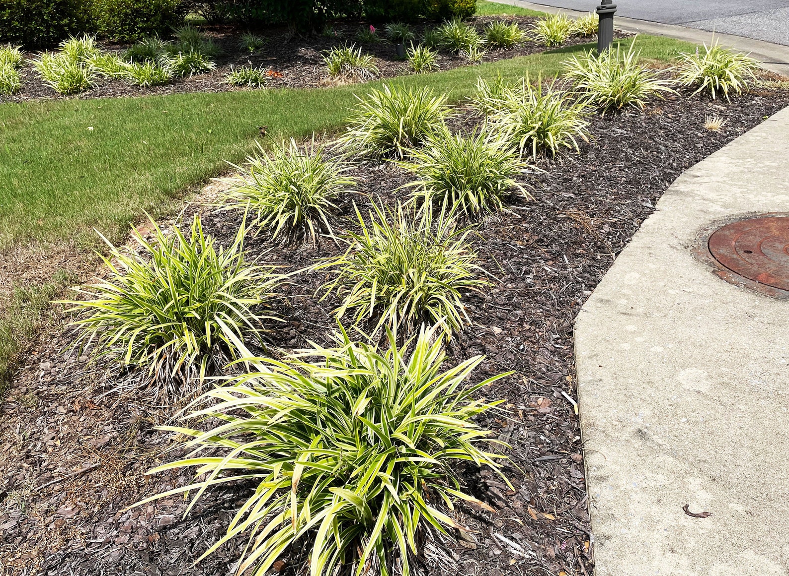 Yellow Variegated Liriope Plant Variegated Monkey Grass - Etsy
