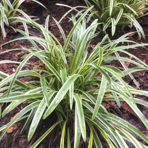 Yellow Variegated Liriope Plant, Variegated Monkey Grass, Liriope Muscari Hardy Border Grass ...