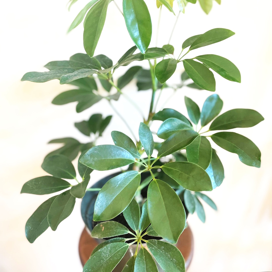 Schefflera (umbrella Plant), Umbrella Tree, Tropical House Plant, Oval ...
