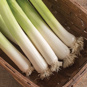 Leek Seeds, King Richard, Allium Porrum, Medium to Large Full Size ...
