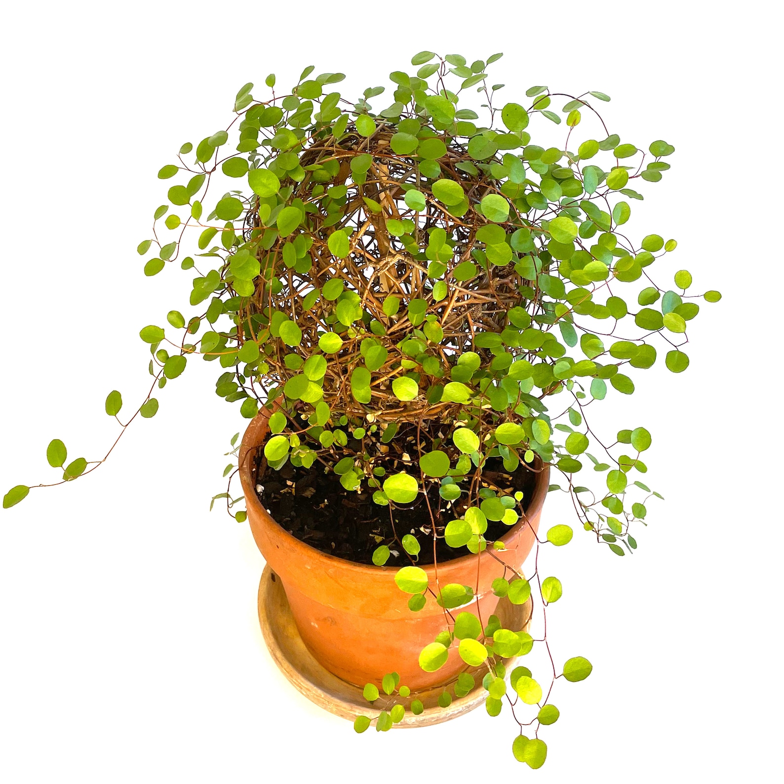 Creeping Wire Vine, Angelvine, Muehlenbeckia Complexa, Draping Tiny ...