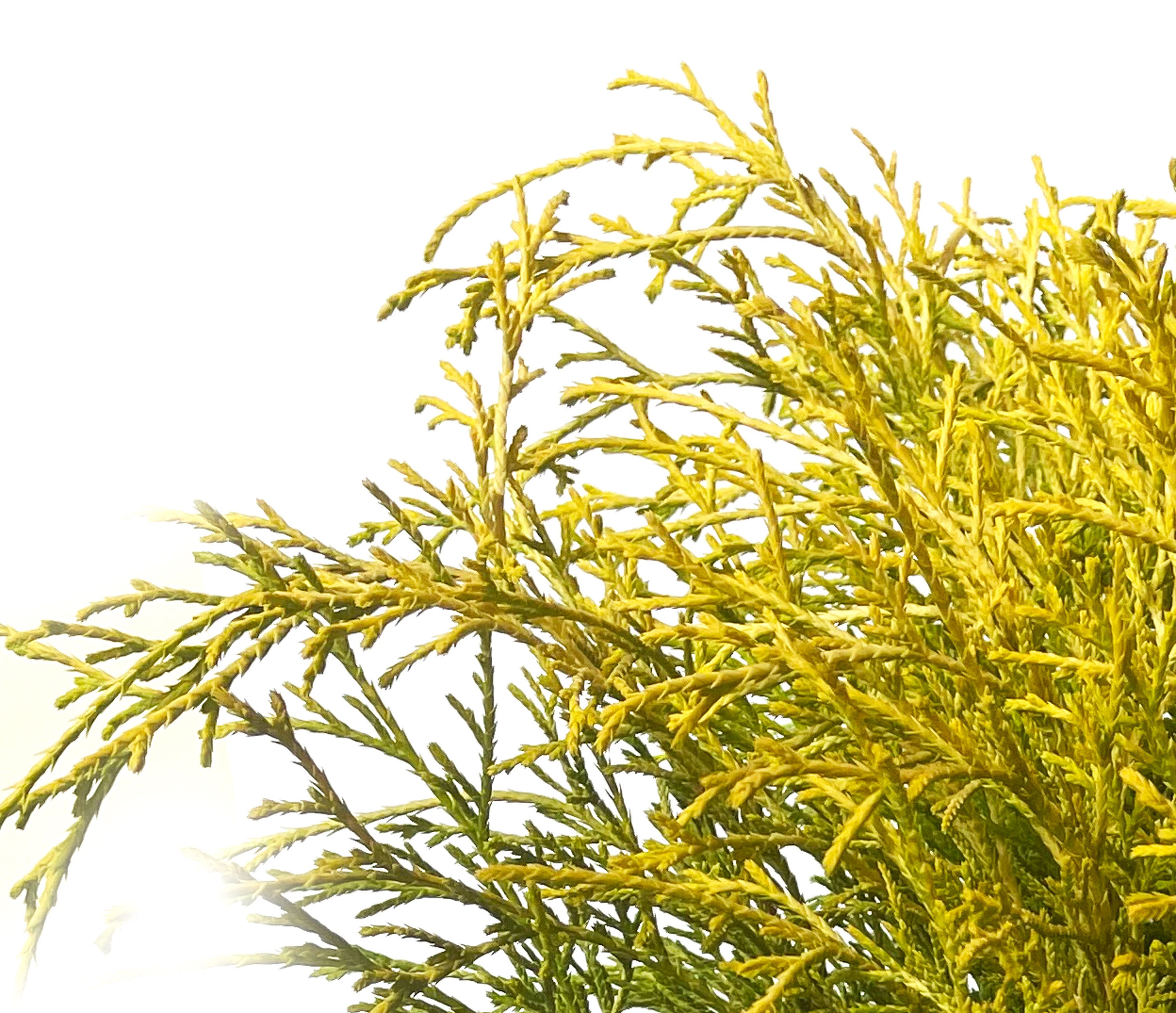 Dwarf Gold Mop False Cypress: Yellow Evergreen Conifer Shrub - Etsy