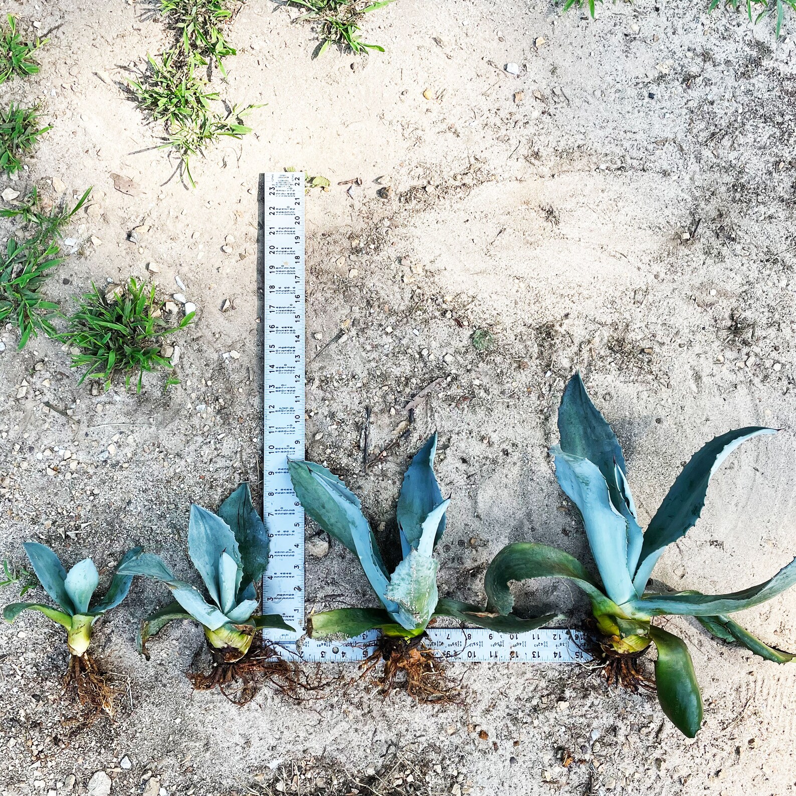 Blue Agave Plant Agave Americana Bare Root Live Plant - Etsy
