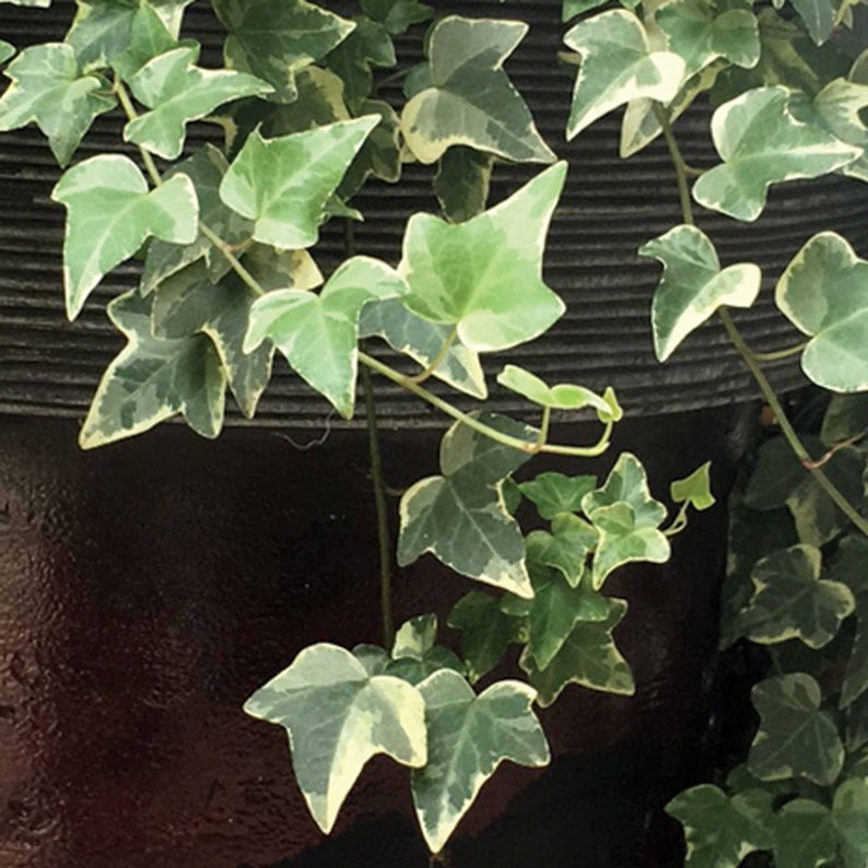 English Ivy 'glacier' Variegated English Ivy Hedera | Etsy