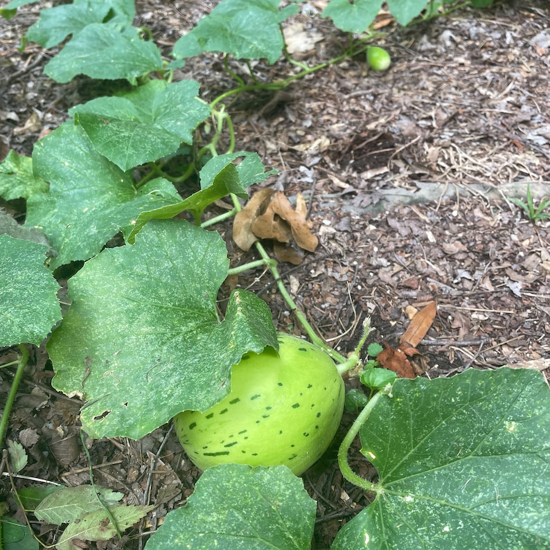 Honeydew Melon Snow Leopard White With Green Stripes - Etsy