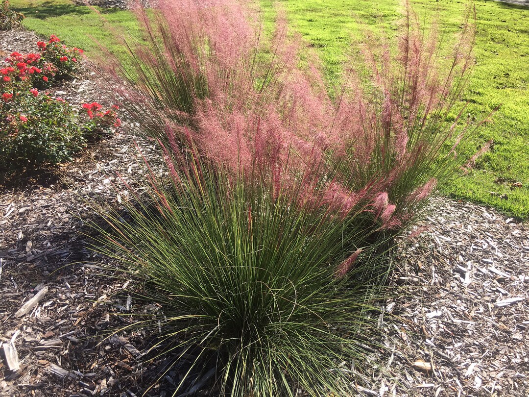 Pink Muhly Grass Muhlenbergia Capillaris Small Ornamental Pink To Purple Plumes Drought