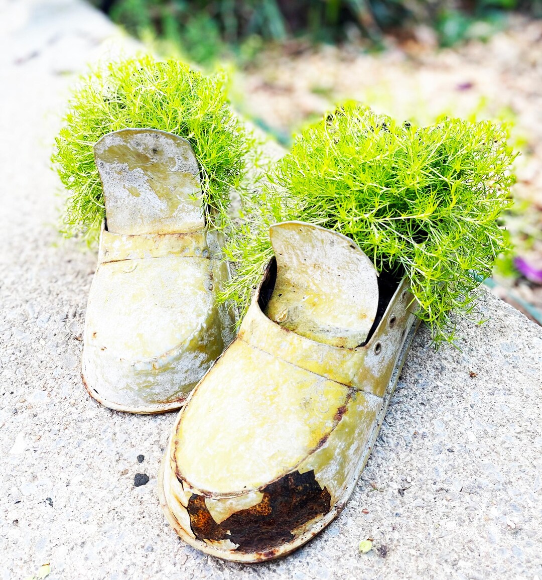 Creeping Moss, Sagina Subulata Aurea, Bright Yellow Green Soft Ground ...