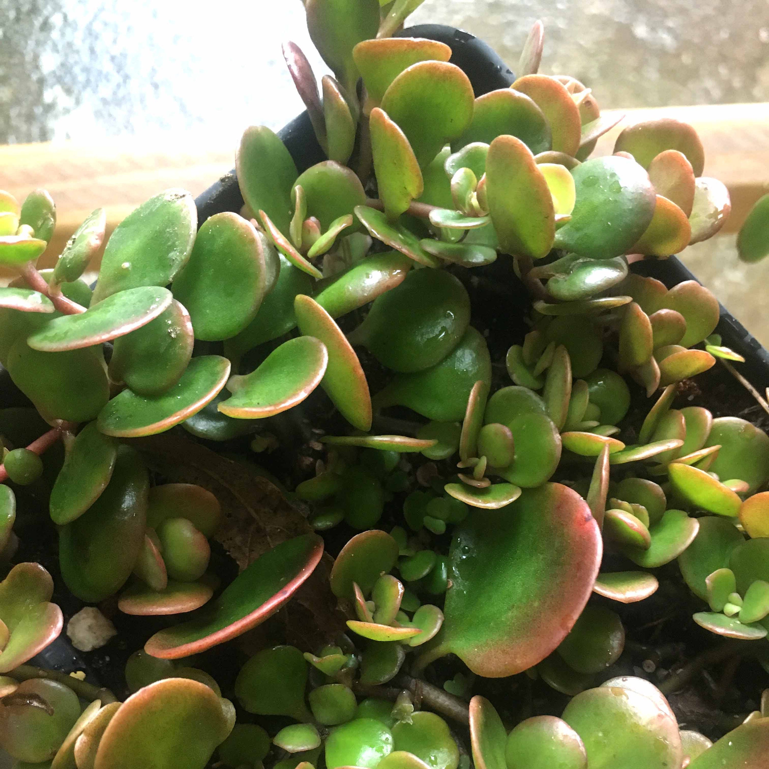 Sedum Tetractinum 'coral Reef' Chinese Stonecrop | Etsy