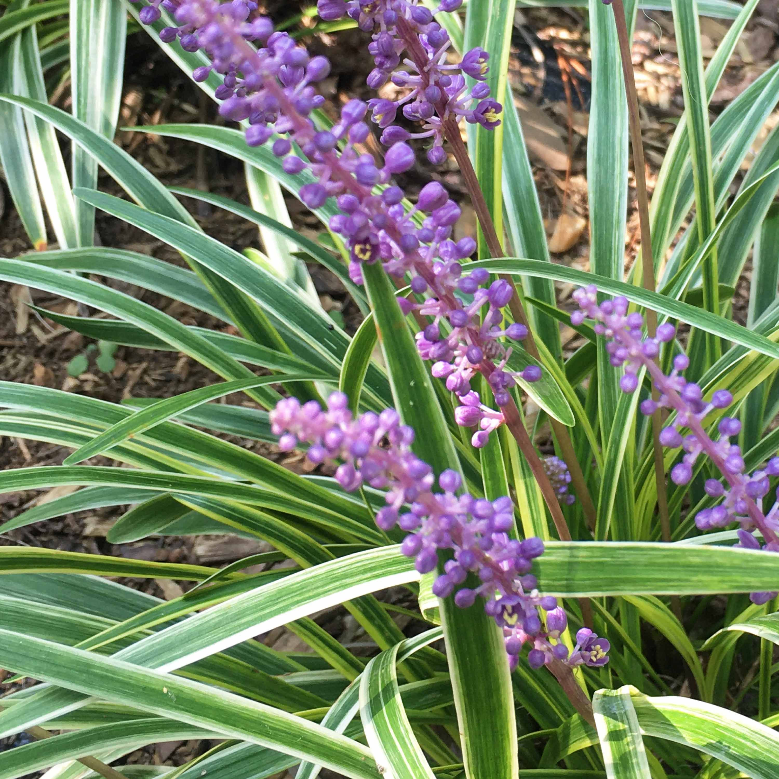 Yellow Variegated Liriope Plant Variegated Monkey Grass - Etsy Canada