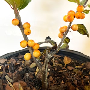 Holly Winterberry Gold Berries, Ilex Verticillata 'winter Gold', NA ...
