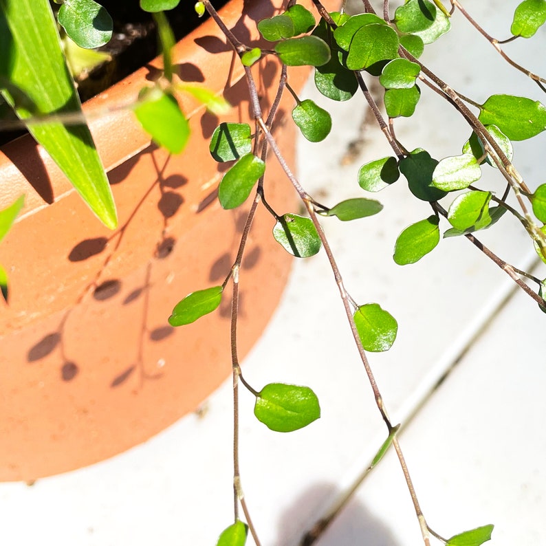 Creeping Wire Vine Angelvine Muehlenbeckia Complexa Draping - Etsy