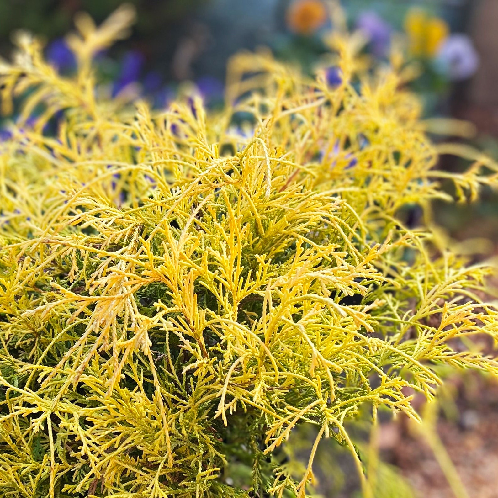 Dwarf Gold Mop False Cypress: Yellow Evergreen Conifer Shrub - Etsy
