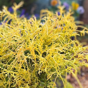 Dwarf Gold Mop False Cypress: Yellow Evergreen Conifer Shrub - Etsy