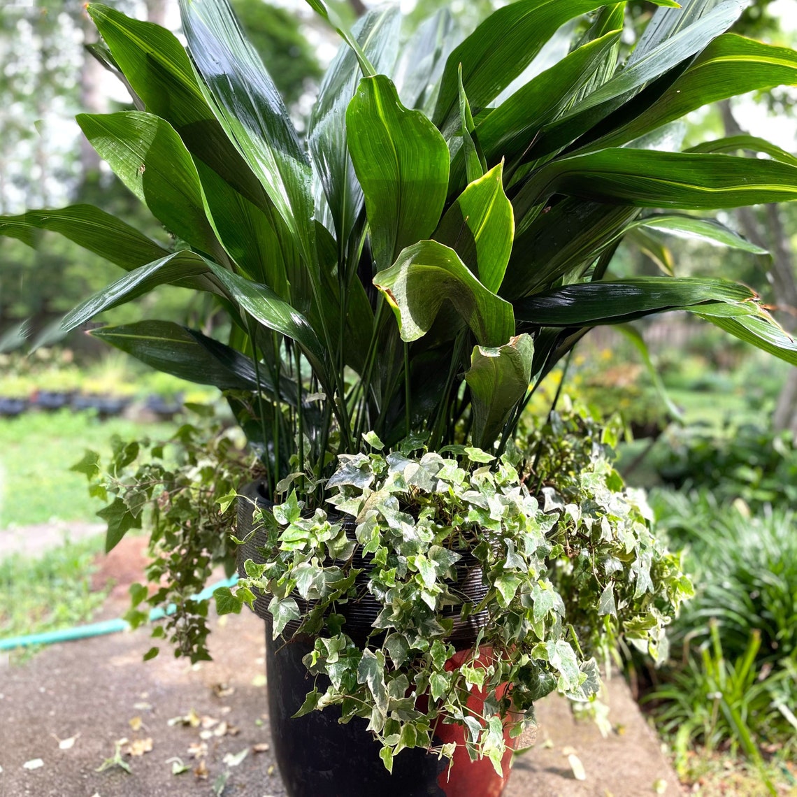 Live Cast Iron Plant: Hardy Evergreen Aspidistra Elatior, Full Plant - Etsy