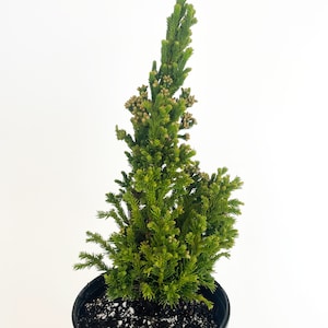 Japanese Cedar Cryptomeria 'black Dragon' Live Tree, Conifer. Evergreen ...