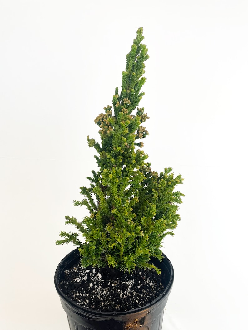 Japanese Cedar Cryptomeria 'black Dragon' Live Tree - Etsy