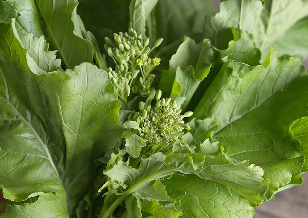 Raab Seeds, Broccoli Raab, Spring Raab - Etsy