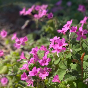 Pink Shamrocks Oxalis Plant, Wood Sorrel Ground Cover, Pink Blooming ...