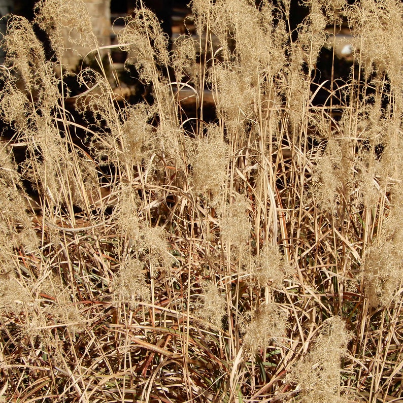 Adagio Maiden Grass Miscanthus Sinensis Adagio Etsy