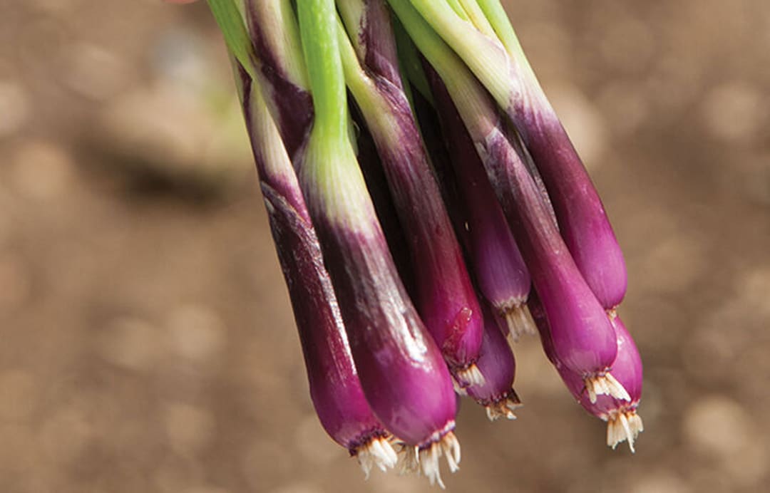 Red Bunching Onion Seeds, Allium Cepa, Purple Onions, Spring, Summer ...