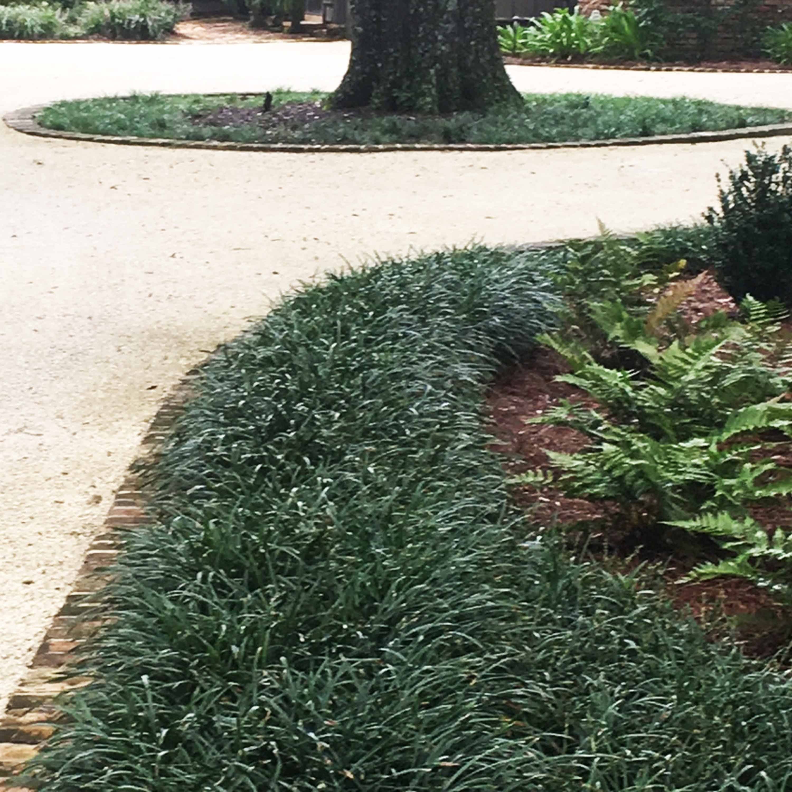 Mondo Grass Ophiopogon Regular Mondo Evergreen Grass Like Etsy