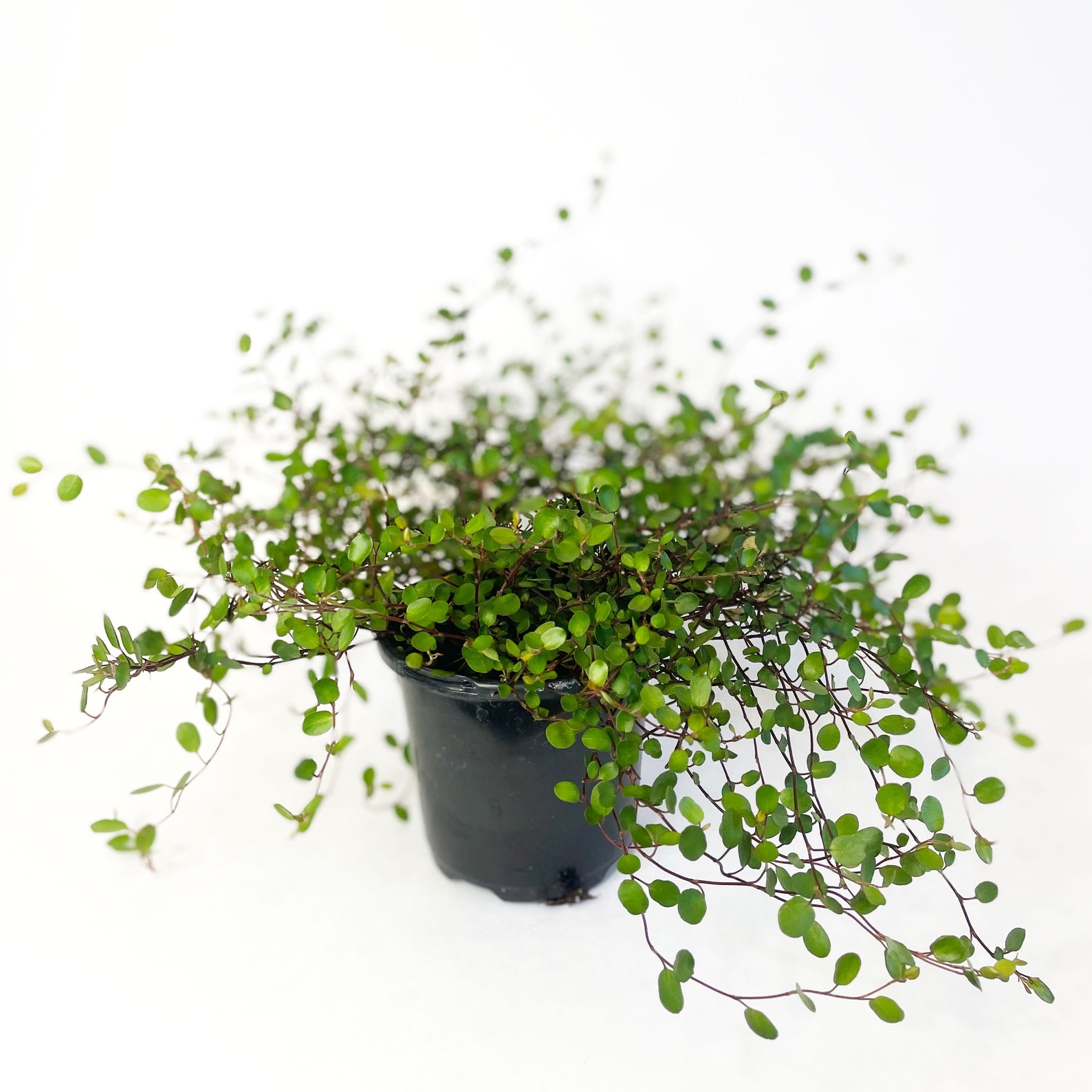 Creeping Wire Vine, Angelvine, Muehlenbeckia Complexa, Draping Tiny ...