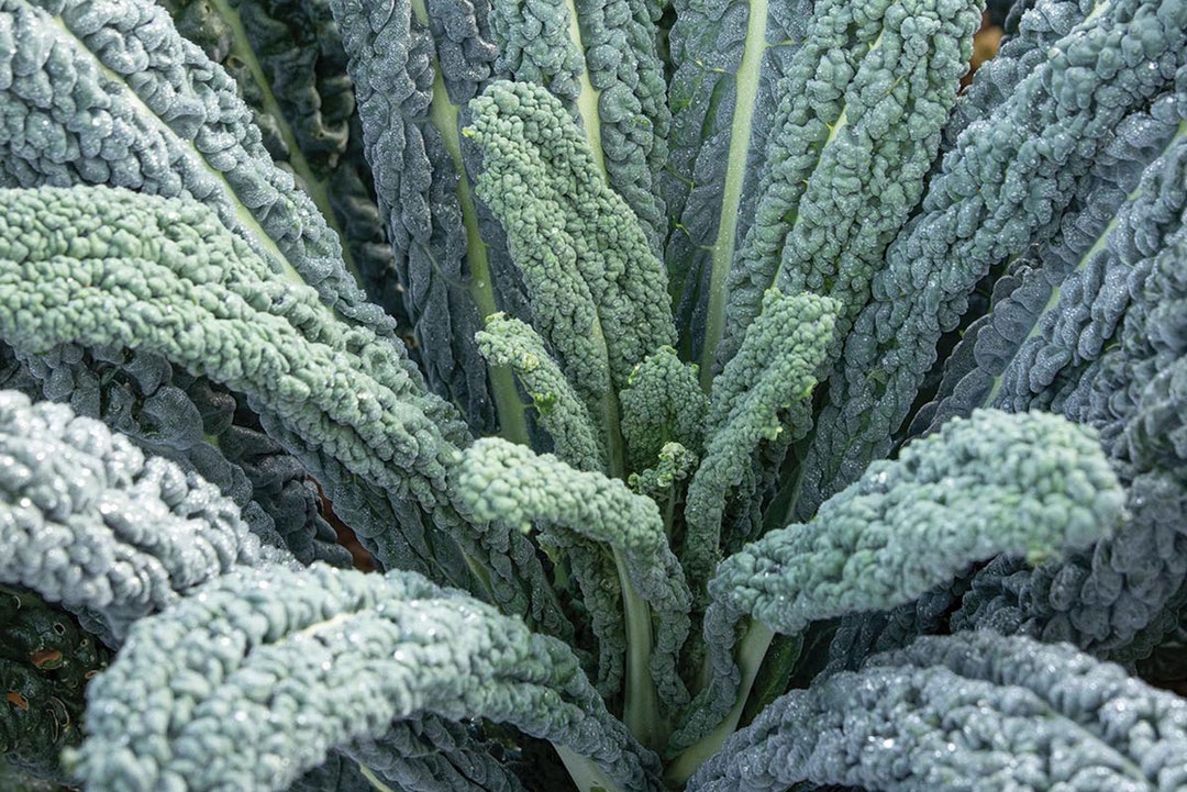 Kale Seeds, Brassica Oleracea, Tall, Straight 'black Magic' Toscano ...
