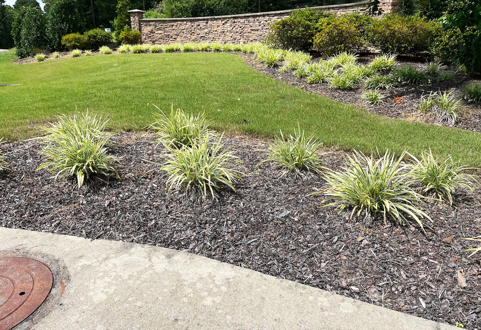 Yellow Variegated Liriope Plant Variegated Monkey Grass - Etsy Canada